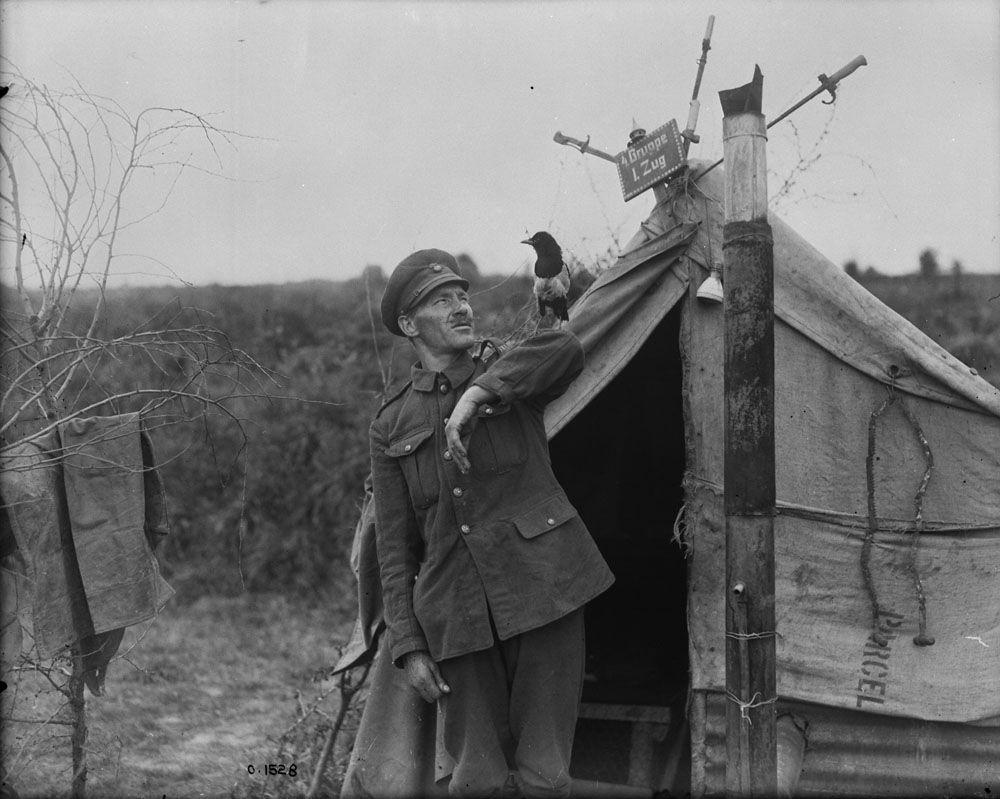 Hill 70 - LAC Photos